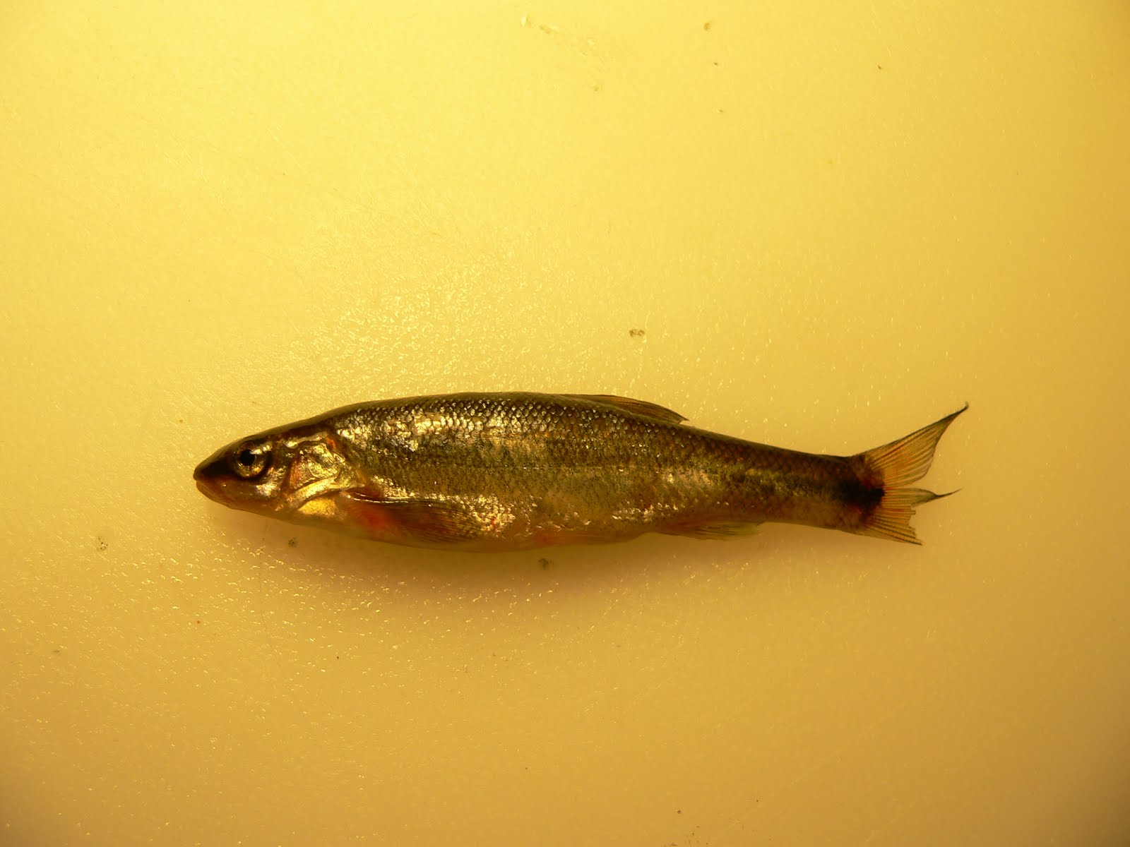 Catch-M-All: Pays to Know a Biologist: #29 Spottail Shiner