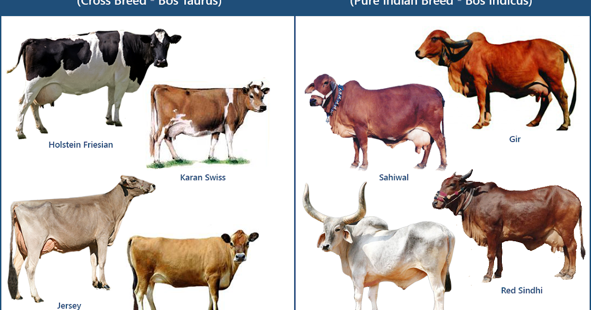 Pranjal Farms: A1 & A2 Milk Producing Cow Breeds