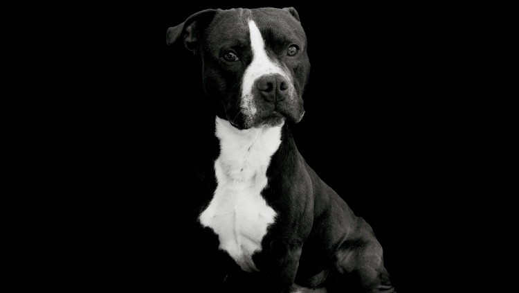 NUNCAJAMAS COCKER: PERROS DE REFUGIO; POR TRAER SCOTT (SPANISH & ENGLISH)