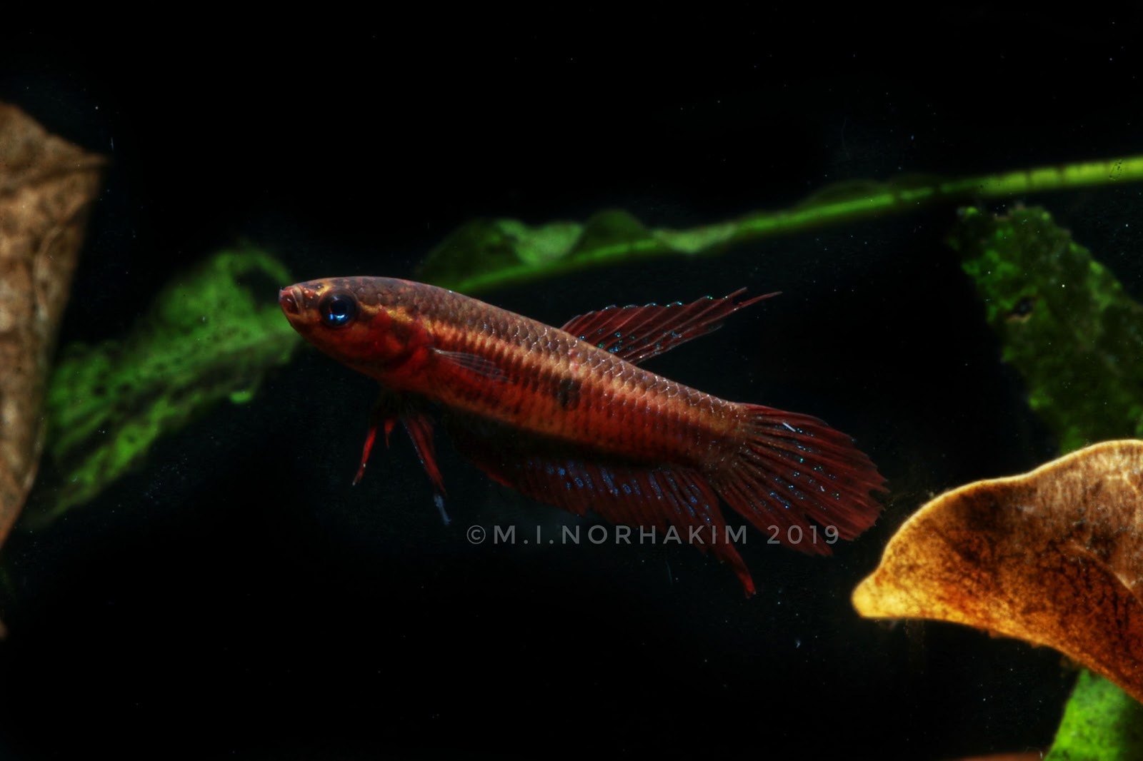 Berita TV Malaysia: Betta livida