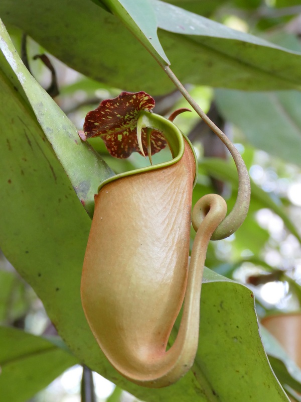 Ian Fraser, talking naturally: Pitcher Plants: "the most wonderful ...
