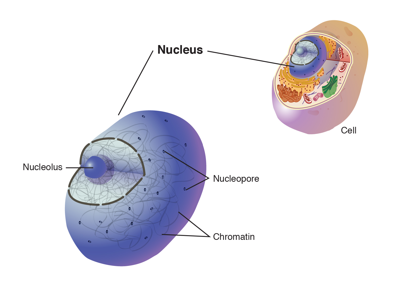 Ultrastructure of nucleus