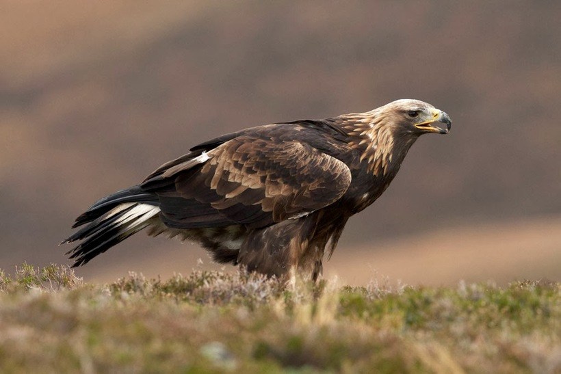 Ang Agila At Ang Salagubang