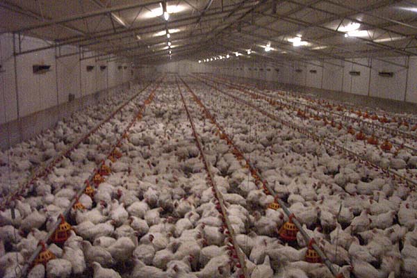 End Factory Farming: Let's Put a Stop To Mass Animal Cruelty