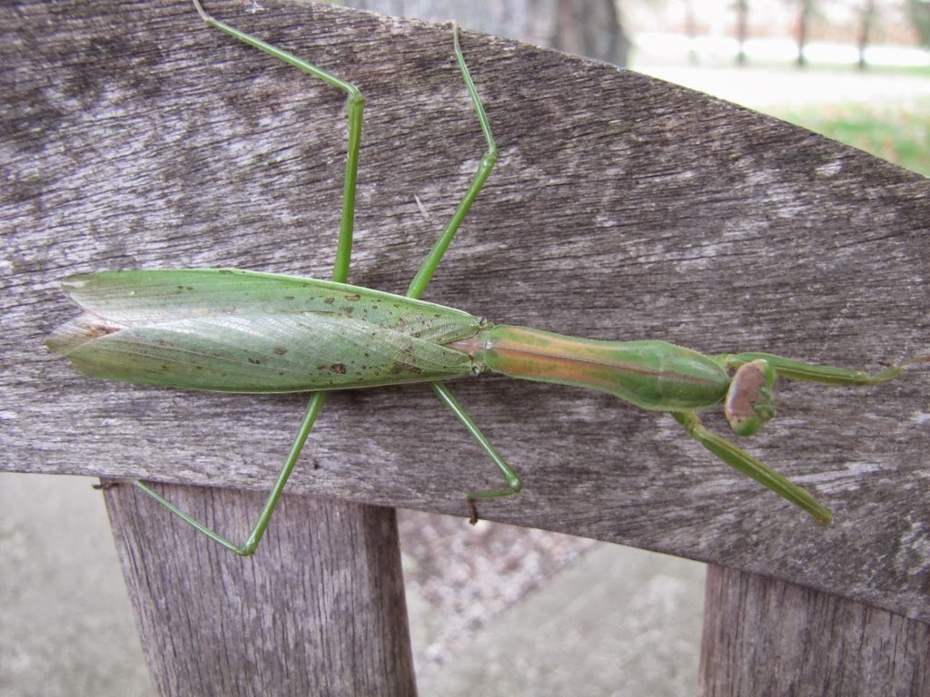 Pinehaven - Farmersville, Ohio: The Praying Mantis