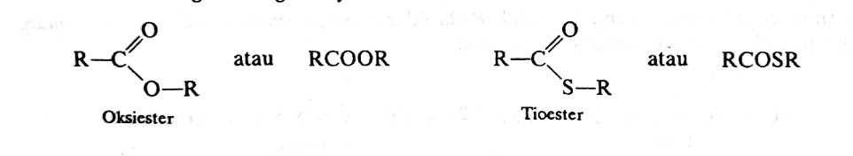 Mengenal Poliester dan Tioester (Penting Secara Hayati)