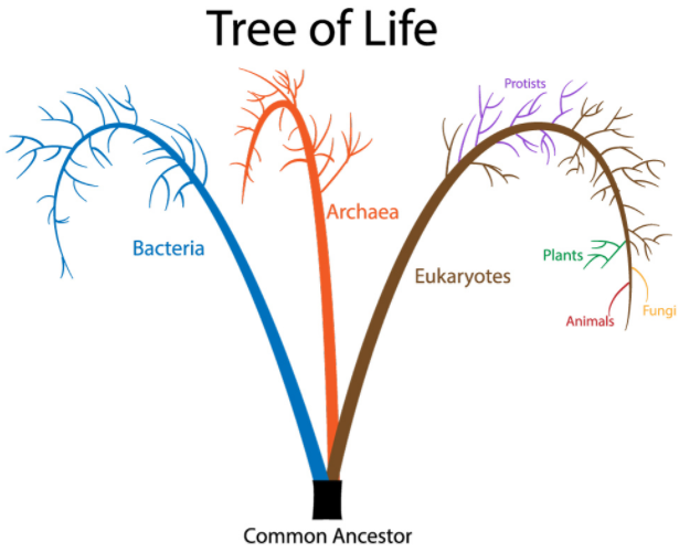 Histoembriología : Los Tres Dominios