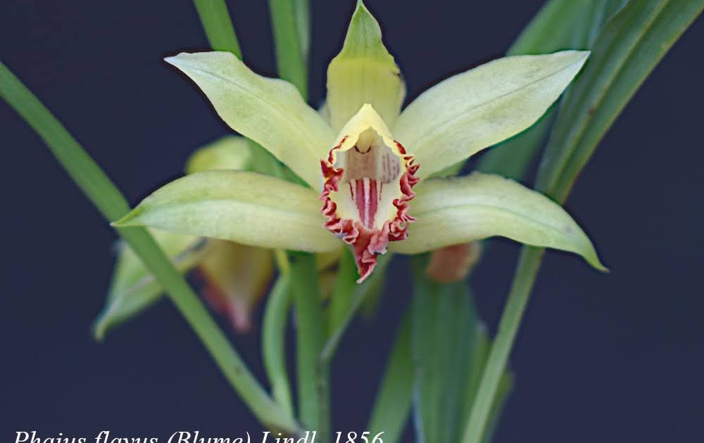 Phaius flavus