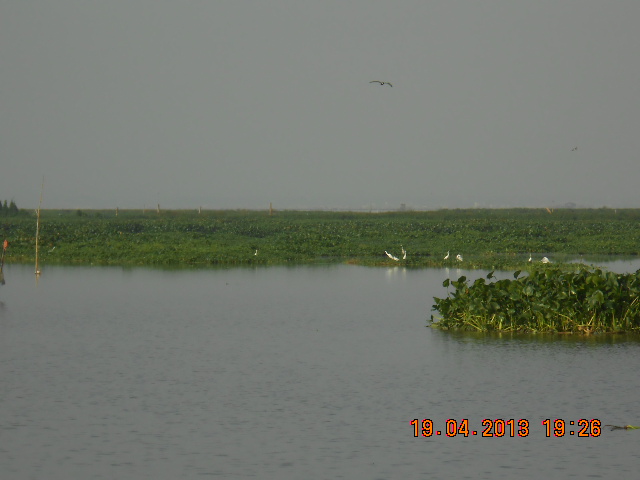 ANGONO (Higante) Chronicles : Barkadahan ng Tagak (Heron Birds)