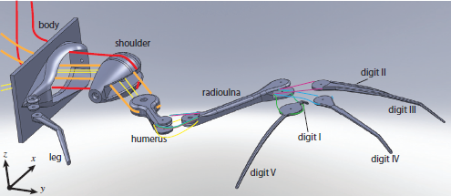Bat Robot: Bat robot design: Multi-articulated wing and membrane
