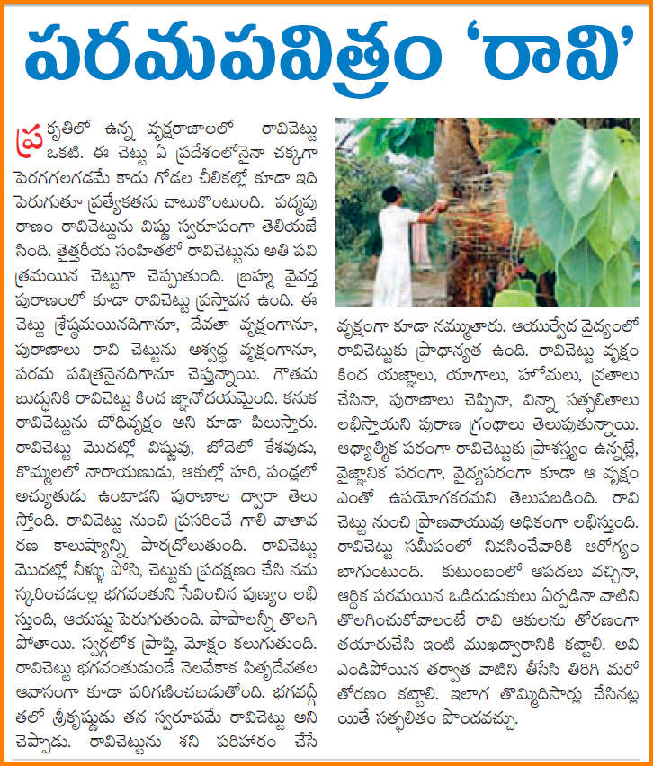 TELUGU WEB WORLD: RAAVI CHETTU - RAAVI TREE - BHAKTHI ARTICLE