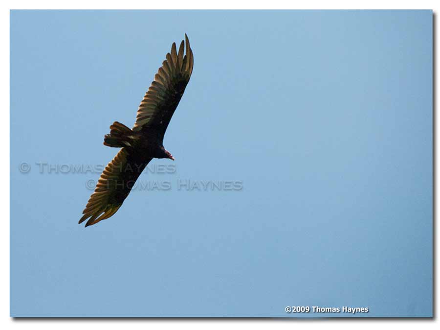 Landing Heron.. awkward beauty Cats, Photos,Jewelry,Jesus: Vultures ...