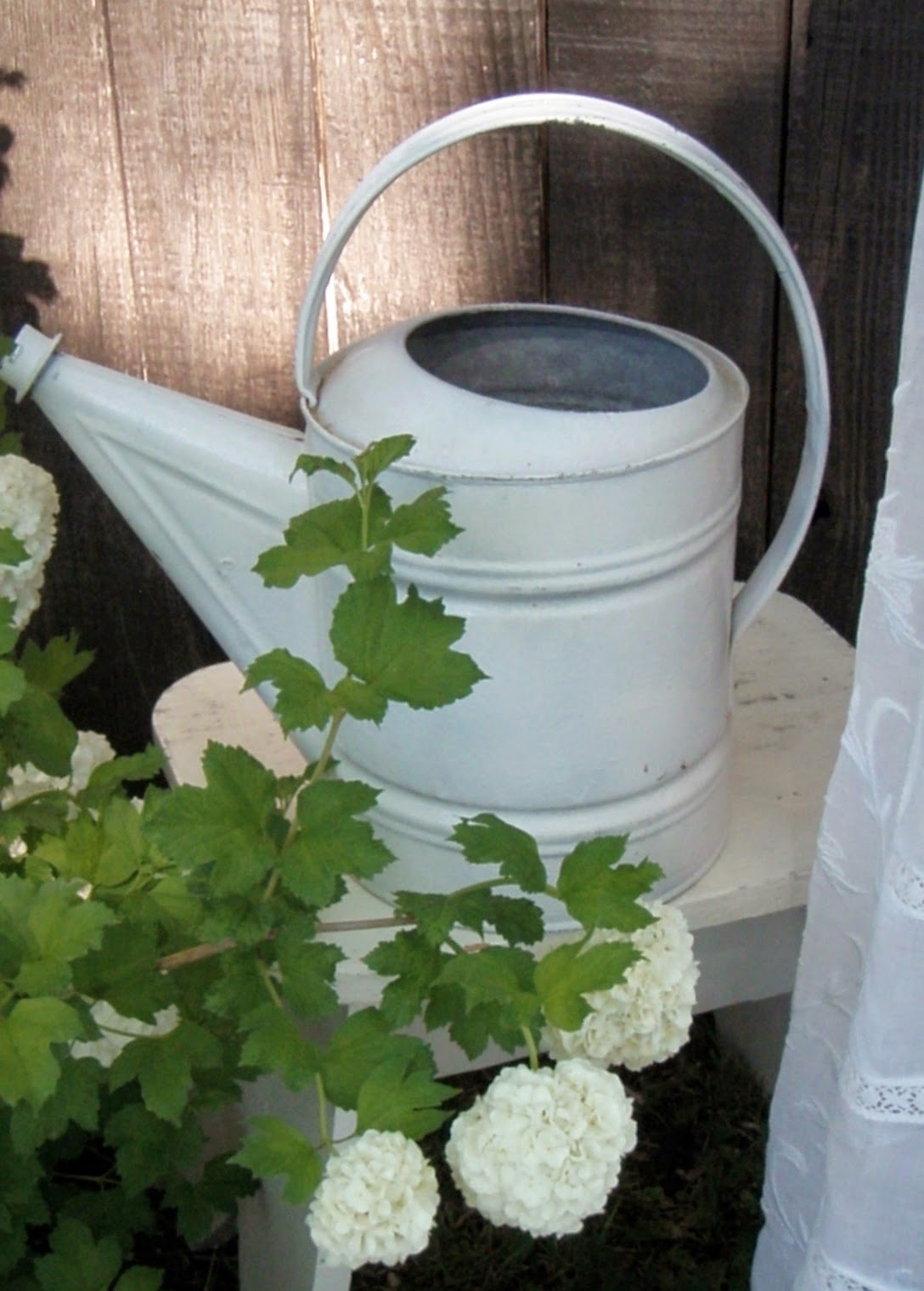 Cabin & Cottage : Snowballs in May