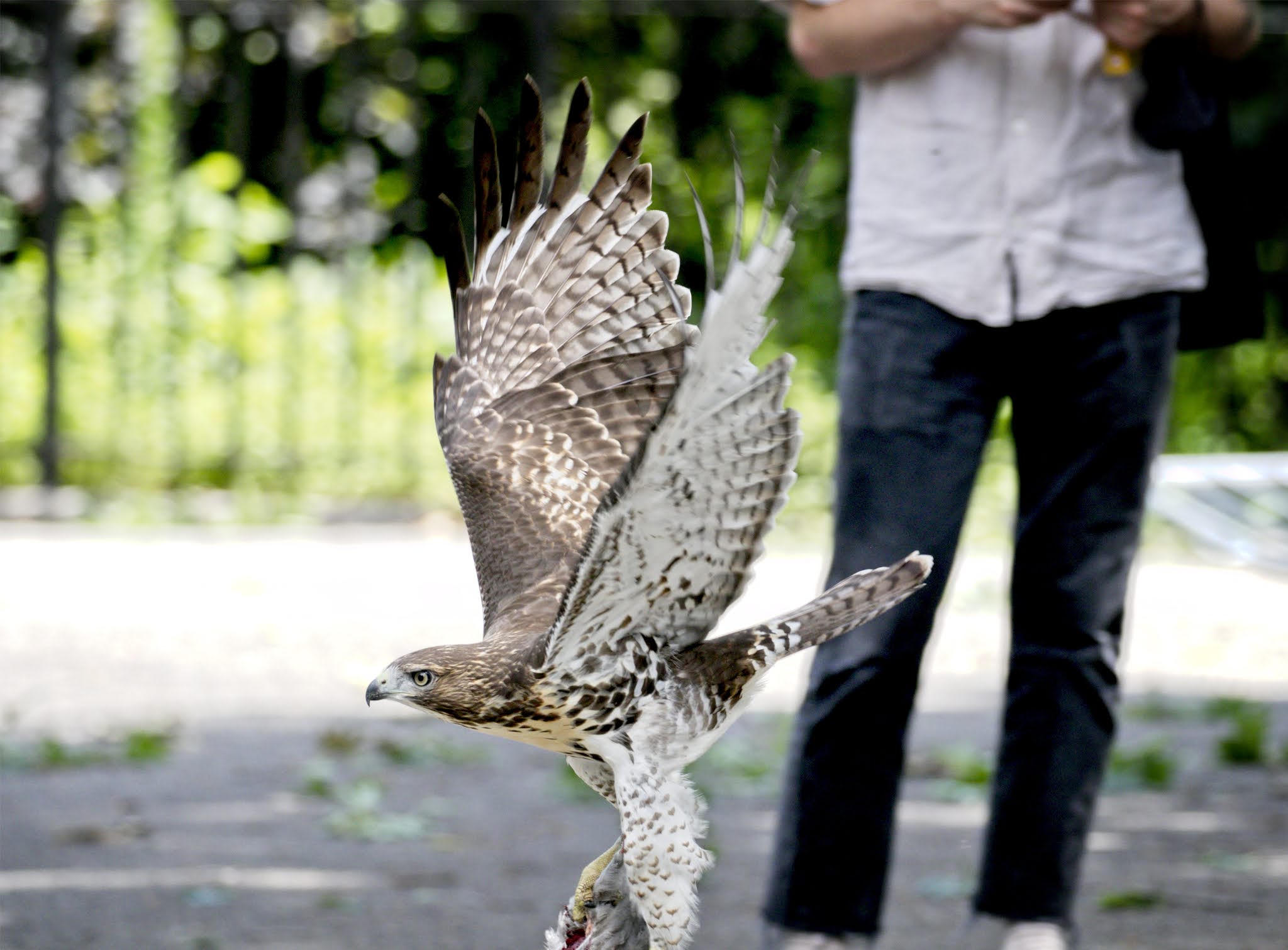 Laura Goggin Photography: Tompkins Square red-tailed hawk fledgling ...