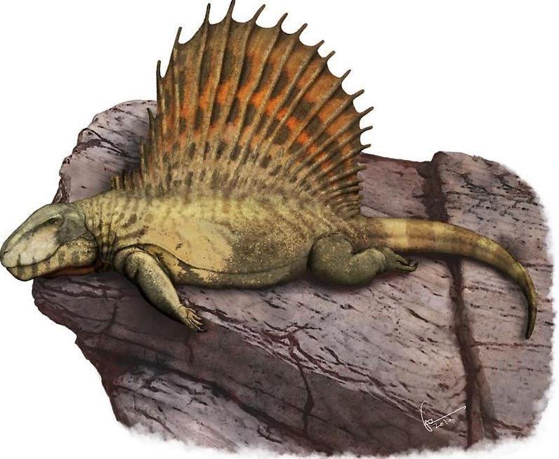 Blog de la Vida Prehistórica: Dimetrodon