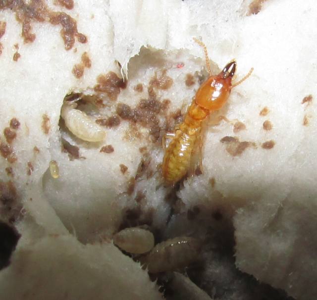 Photos and Info on Ants and Termites of Malaysia: Damp Wood Termites Of ...