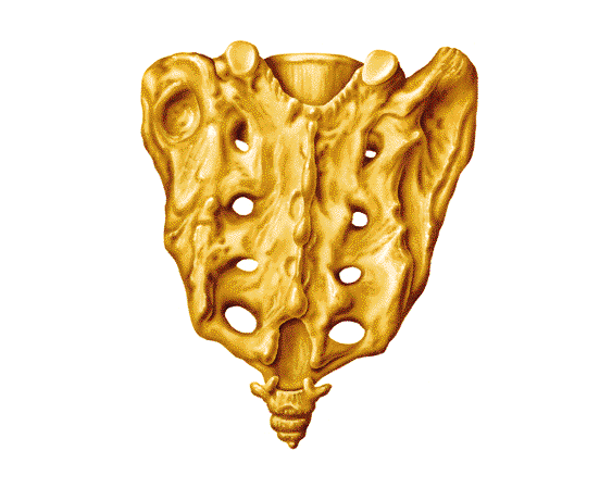 PELVIS: SACRO Y COXIS