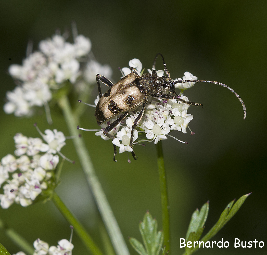 RÍA DE LA VILLA: Un Cerambícido