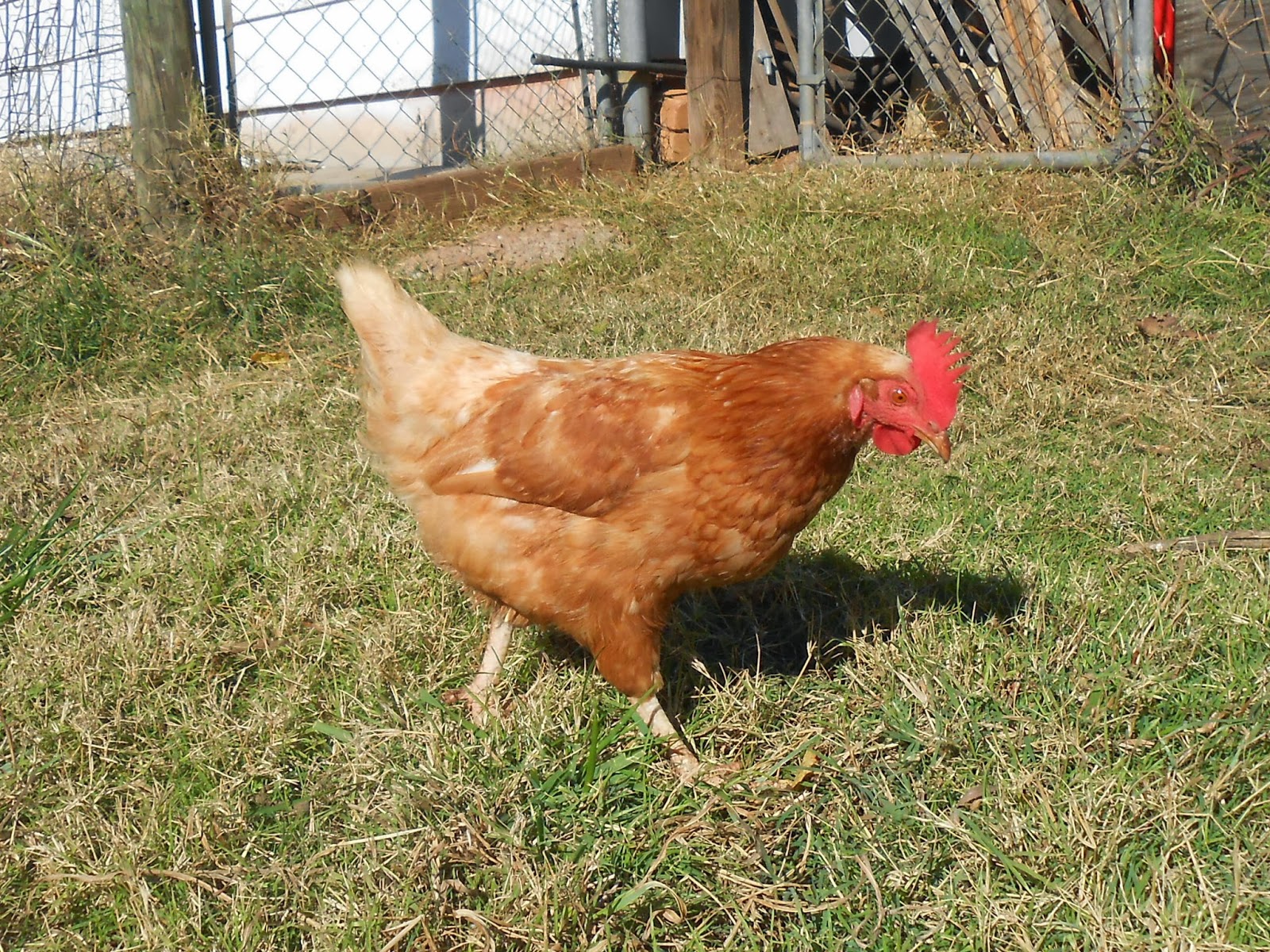 Top 10 Best Backyard Chicken Breeds | BackYard Chickens - Learn How to ...