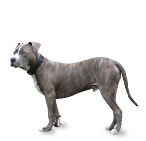 The Pit Bull Health Blog- a perfect guide to your pit bull wellness ...