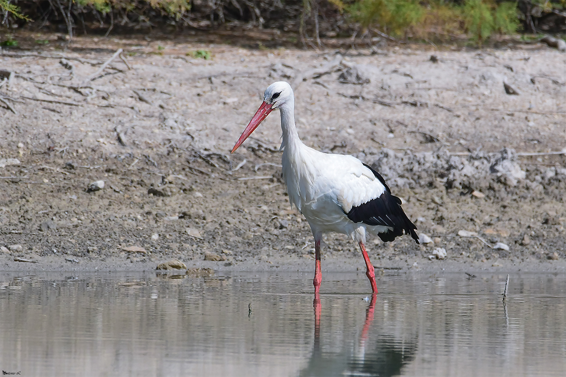Objetivo: Naturaleza Viva: Cigüeña blanca (Ciconia ciconia)