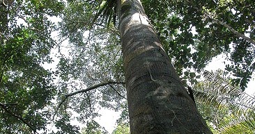 Kayu Balau Merah, Kayu Tahan Jamur