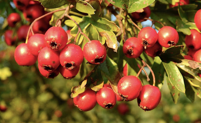 "S" obéit et "R" agit: Azérole