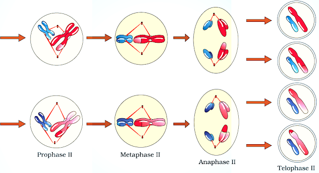 Cell cycle and cell division - Notes | Class 11 | Part 3: Meiosis