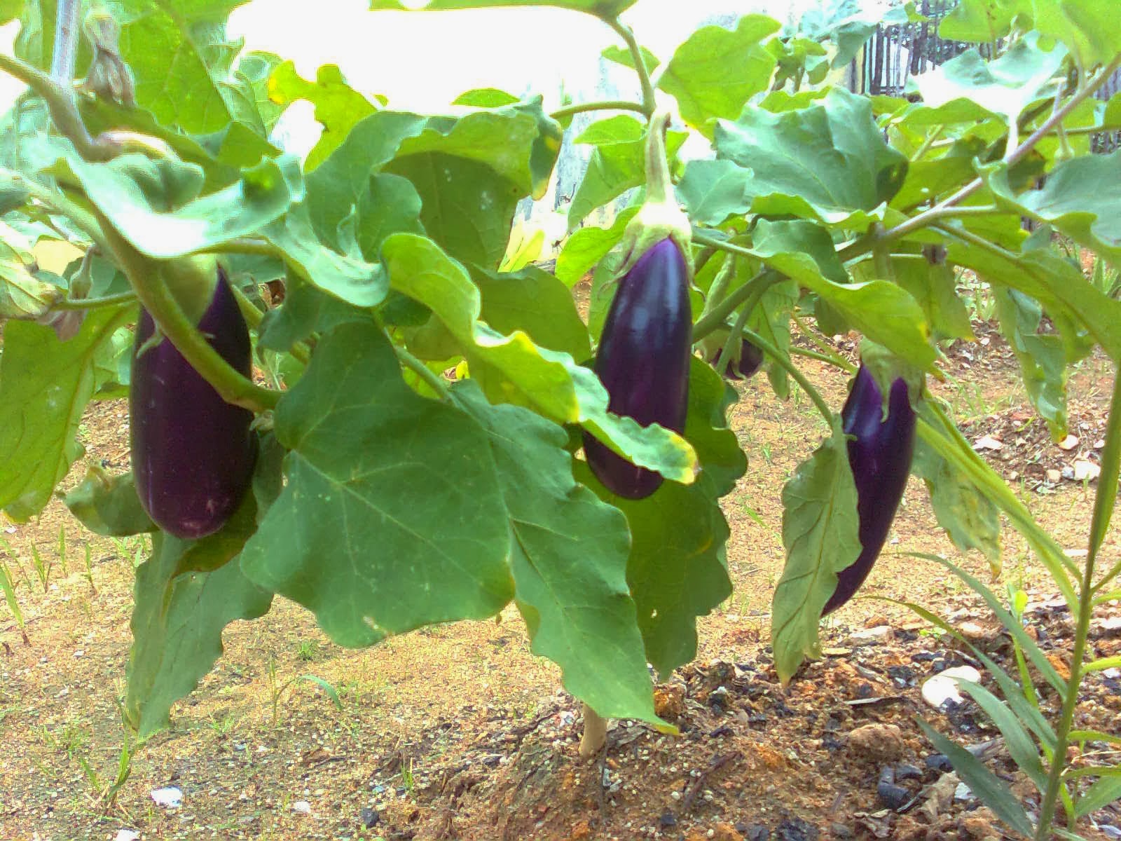 Manfaat Terong Ungu Untuk Kesehatan | Manfaat Dan Khasiat Aneka ...