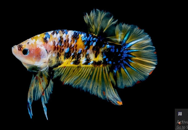 Inilah 11 Jenis Ikan Cupang Hias dan Gambarnya - IWAK GALAK