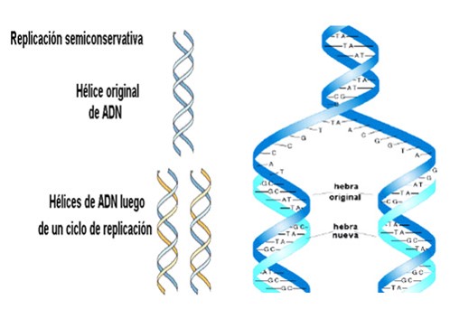 Lo importante de la Biología : ADN