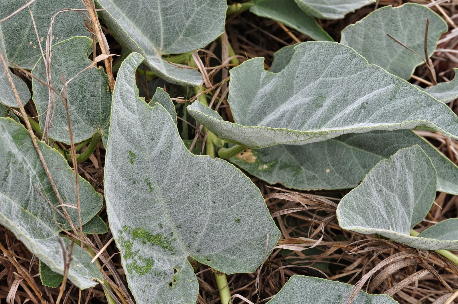 kansas wildflowers: Kansas Buffalo Gourd
