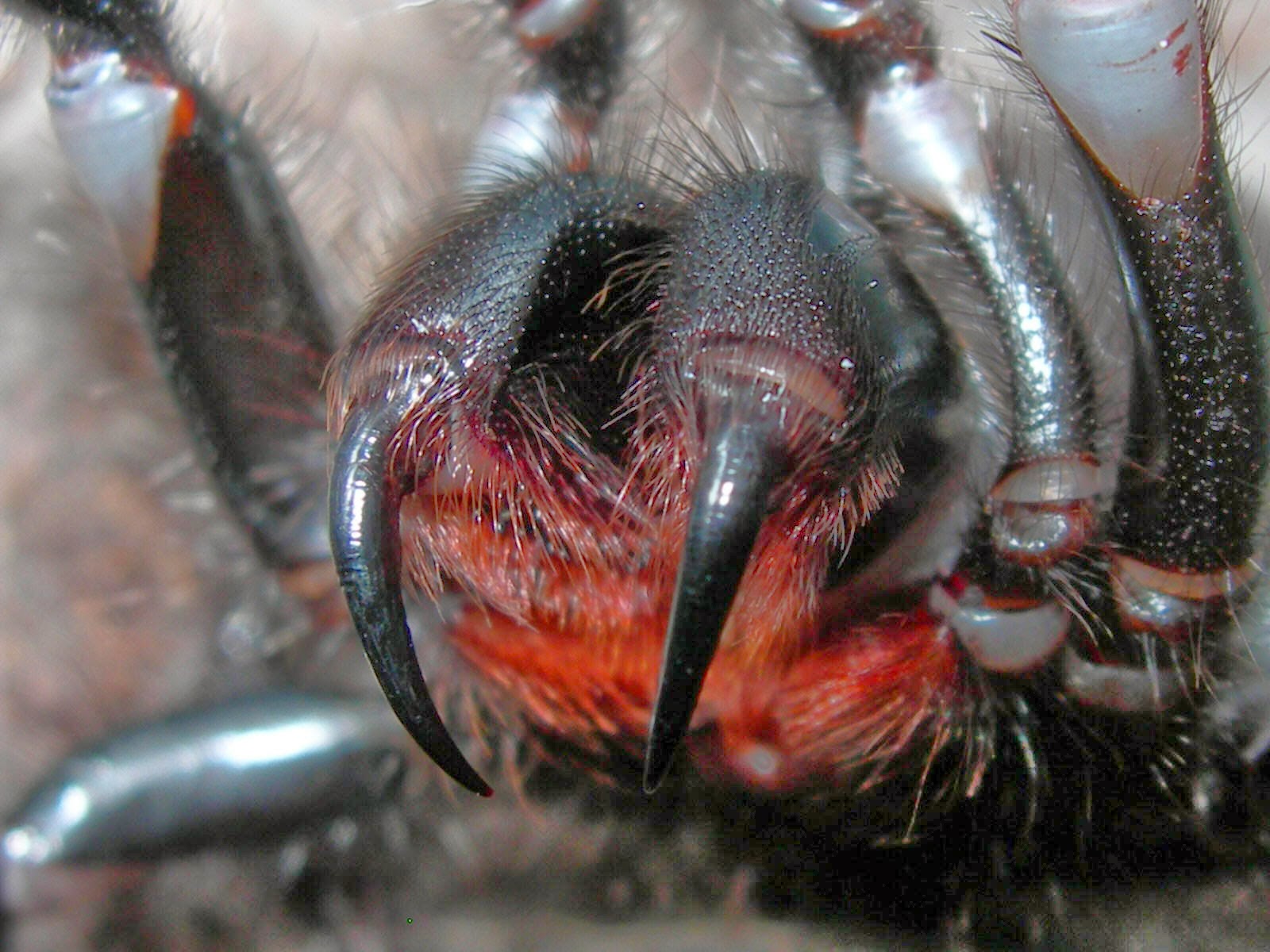 Venomous Knowledge: Spider and Scorpion Venom