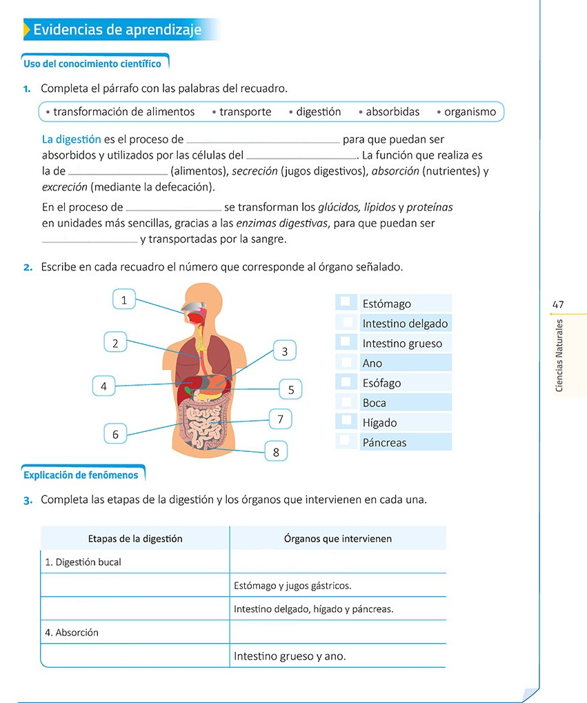3° Naturales. Sistema digestivo