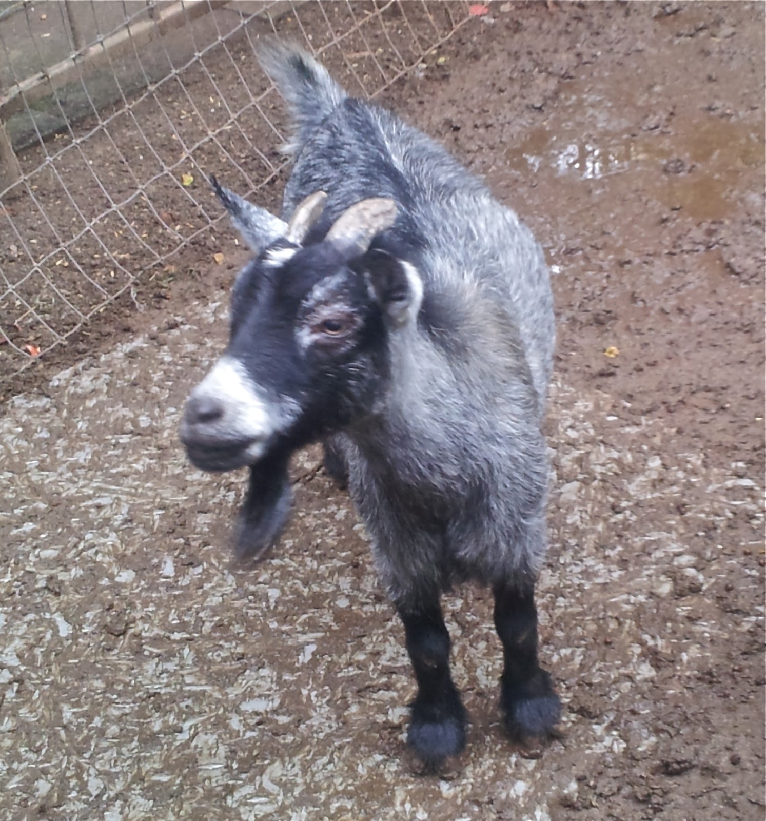 The World According to Mochi: Hafa Adai -- Guam Zoo