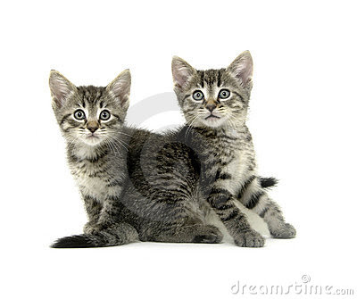 Funny & Cute Cats: Cute Silver Tabby Kittens