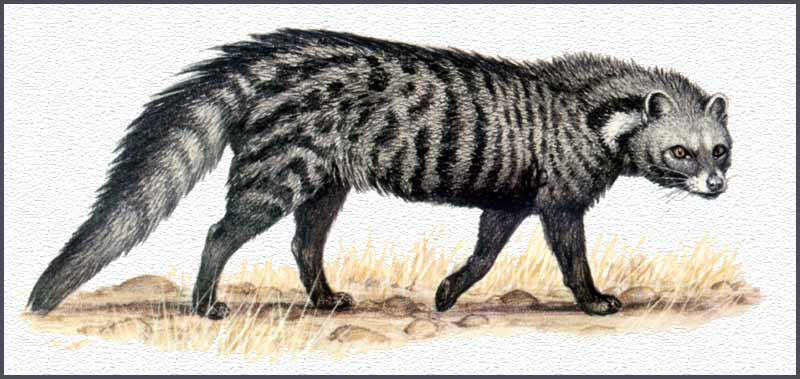 Compañeros de viaje: Civeta africana (Civettictis civetta)