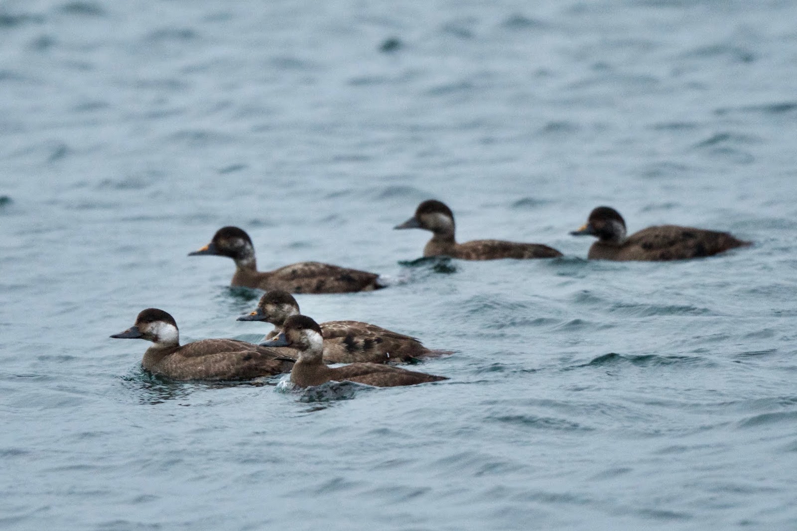 Naturfoto Einar Hugnes: Skjærpiplerke og svartand i friluftsområder i ...