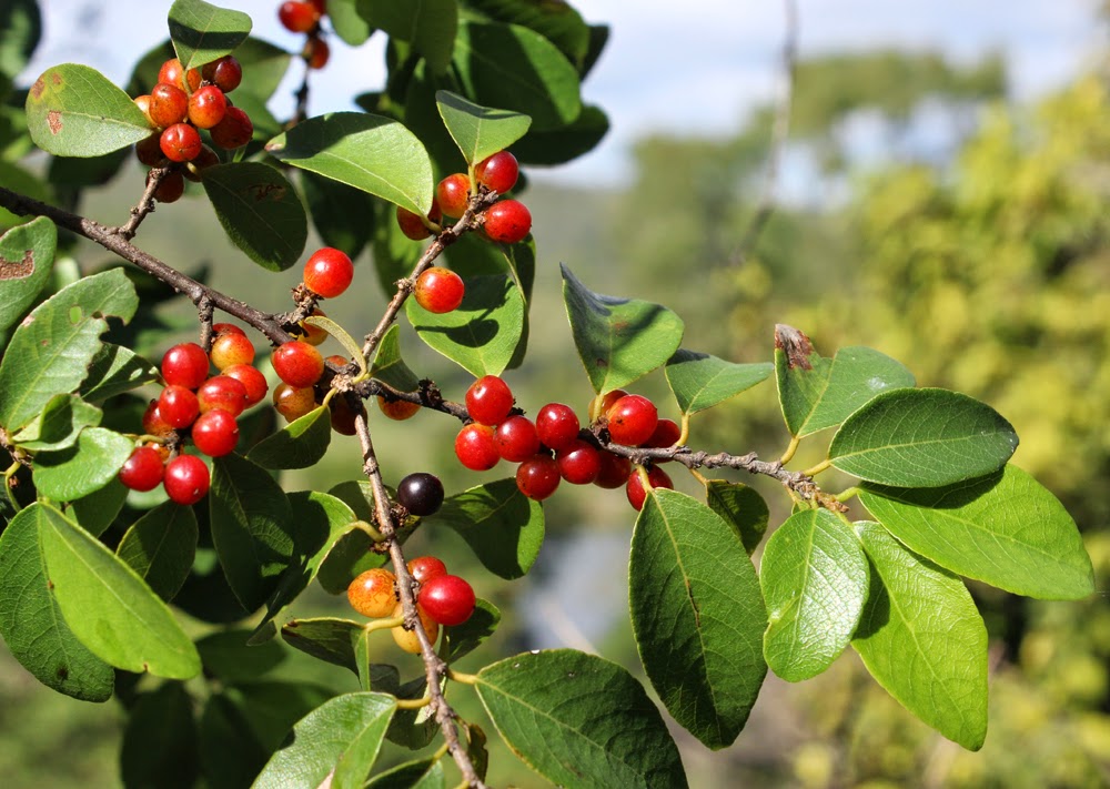 Toowoomba Plants: Leichhardt’s Ironbark