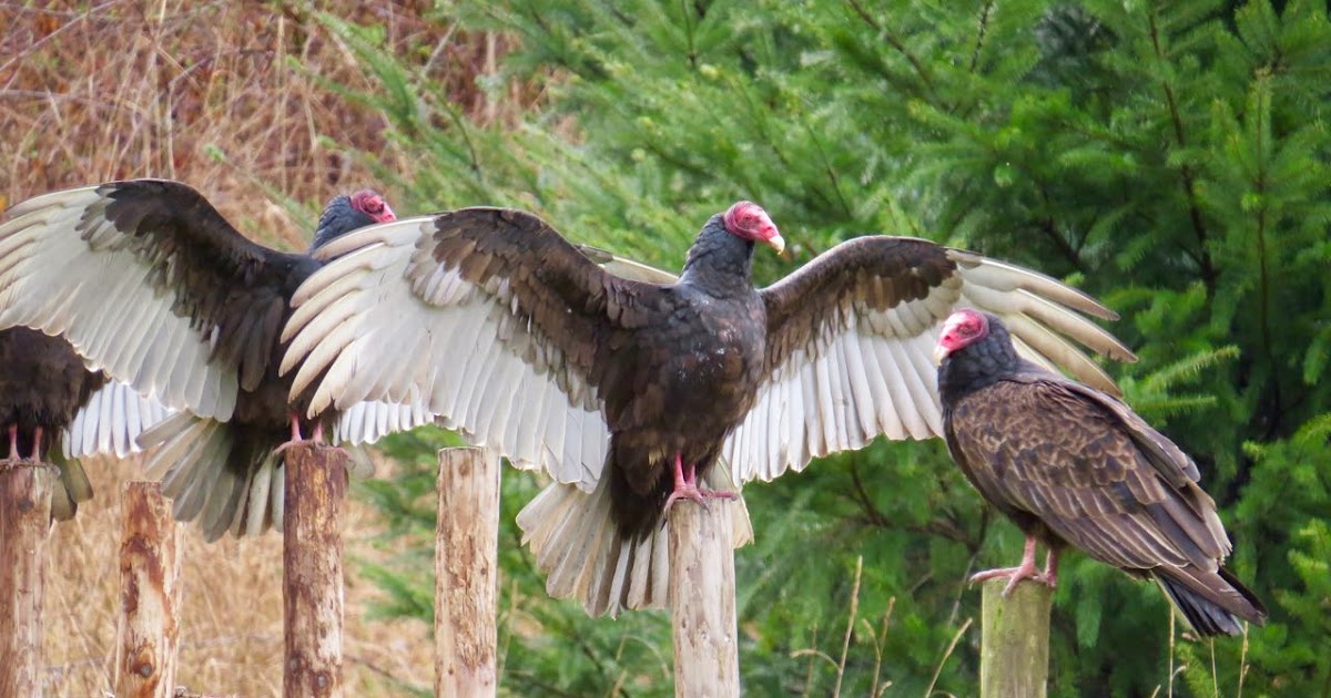 Spit & Vinegar: Turkey Vultures having a sun bath