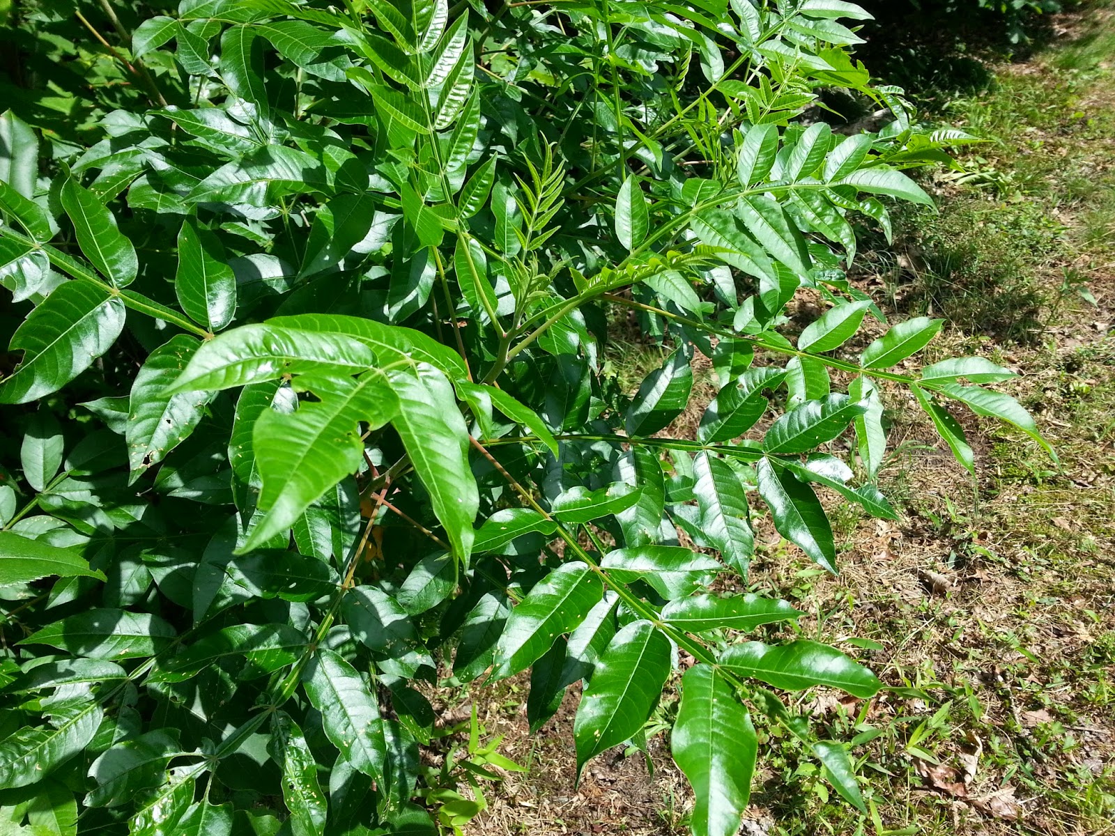 Little Fannin Farm: Trees In Our Yard - Winged Sumac (Rhus copallinum)