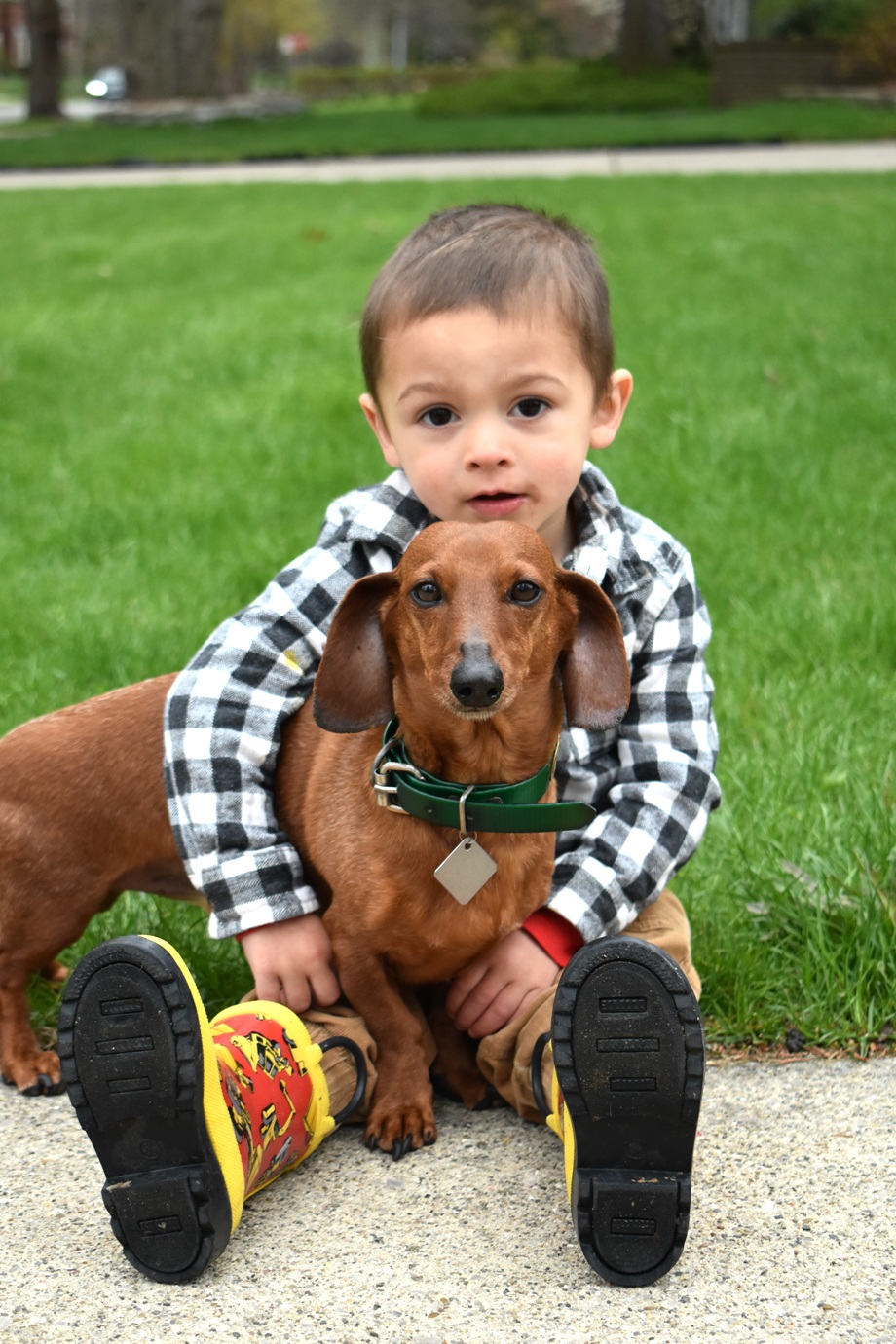 How to Build a Strong Relationship with Your Dogs | The Nutritionist ...