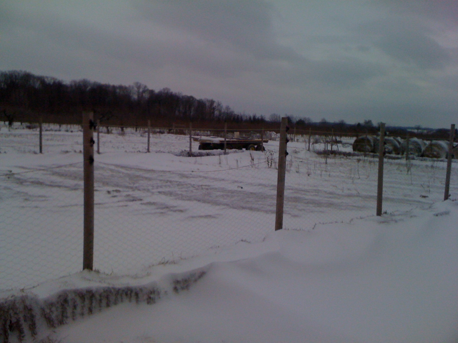 Creek Shore Farms: Weird winter weather