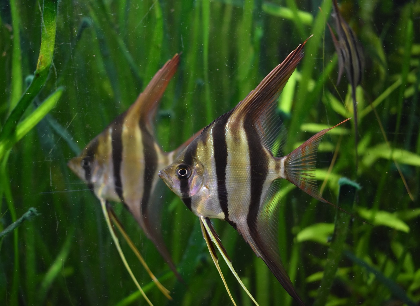 ZOOTOGRAFIANDO (MI COLECCIÓN DE FOTOS DE ANIMALES): PEZ ÁNGEL DE AGUA ...