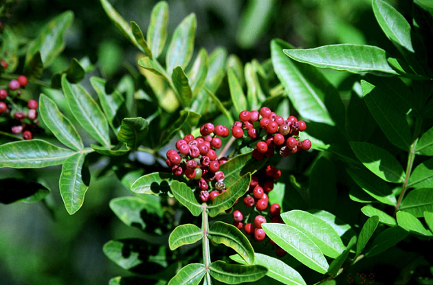 Meio Ambiente: Schinus terebinthifolius - Aroeira vermelha