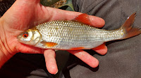 Jorvik Angler: Pellet Fishing for Salmonoids