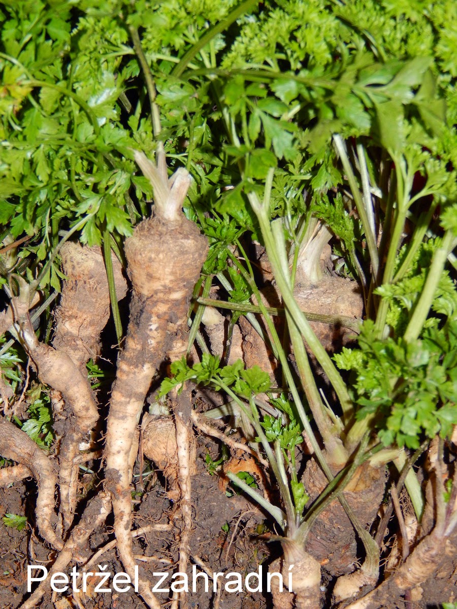 Bylinky ze Salaše: Petržel zahradní
