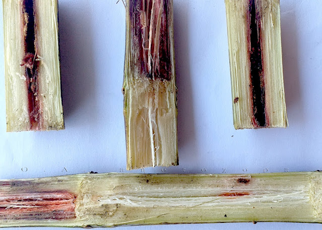 diseases of sugarcane ~ Plant diseases identification