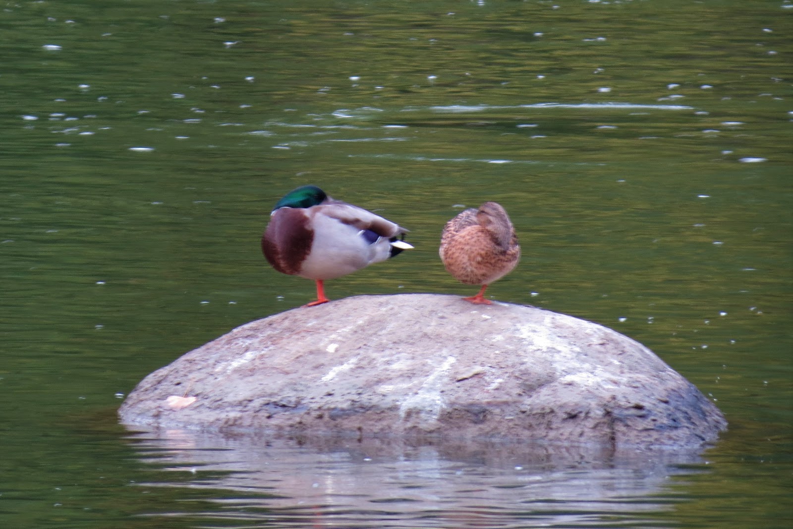 Humid Morning at Springbank Park | wallpaper hd nature flower