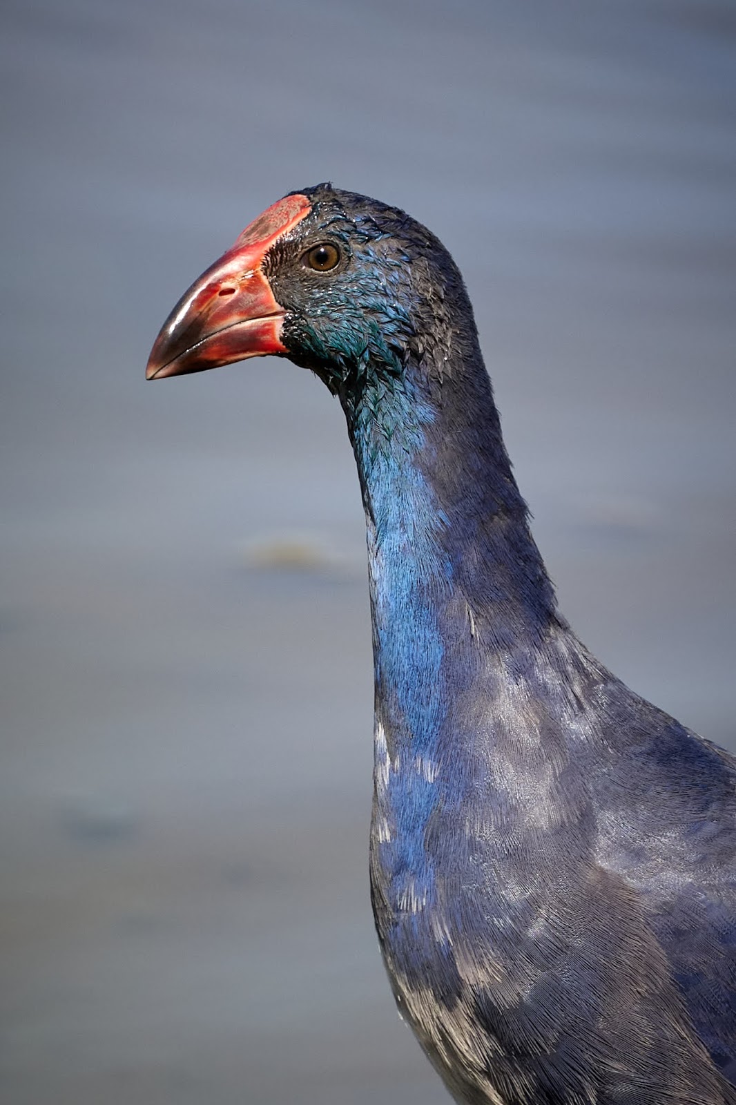 La Fauna Ibérica en Fotos: El precioso Calamón de Calatilla